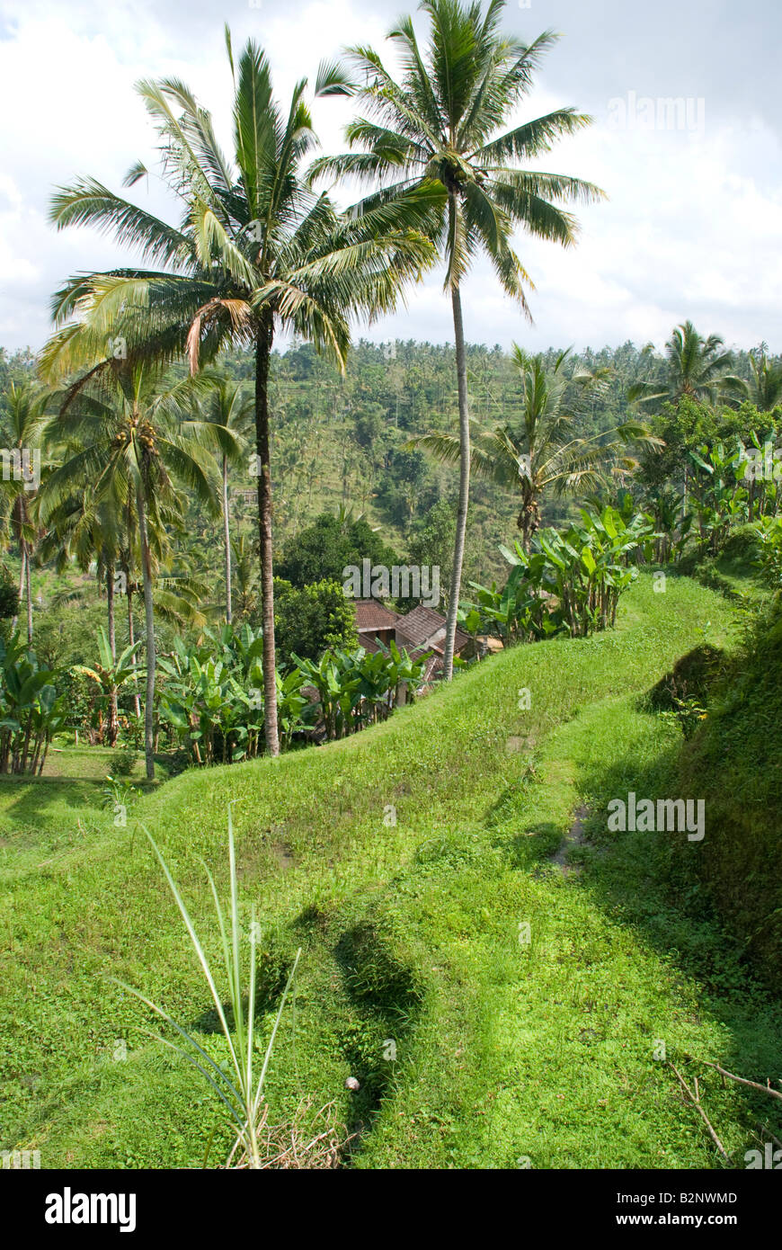 bali ubud indonesia rice terrace tiers green lush steps fields palm ...