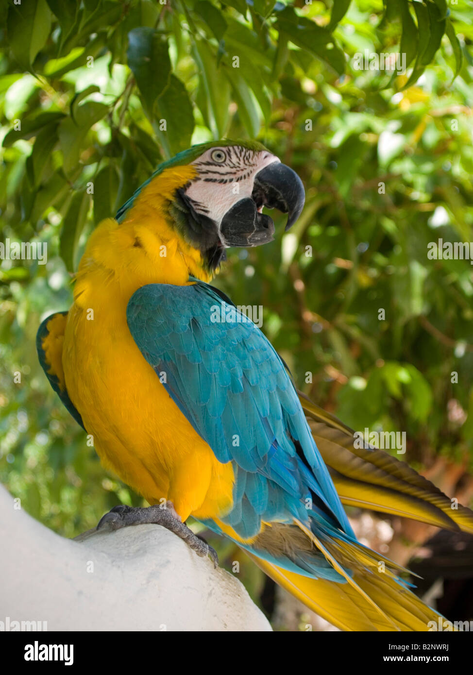 macaw parrot on Koh Tao Island in Thailand Stock Photo - Alamy