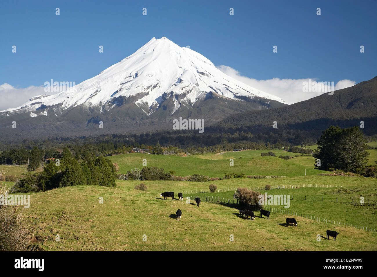 Dairy Cows Farmland near Inglewood and Mt Taranaki Mt Egmont Taranaki ...