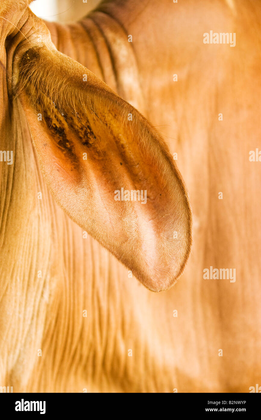 The distinctive ear of a Brahman calf newly born two days before Stock ...