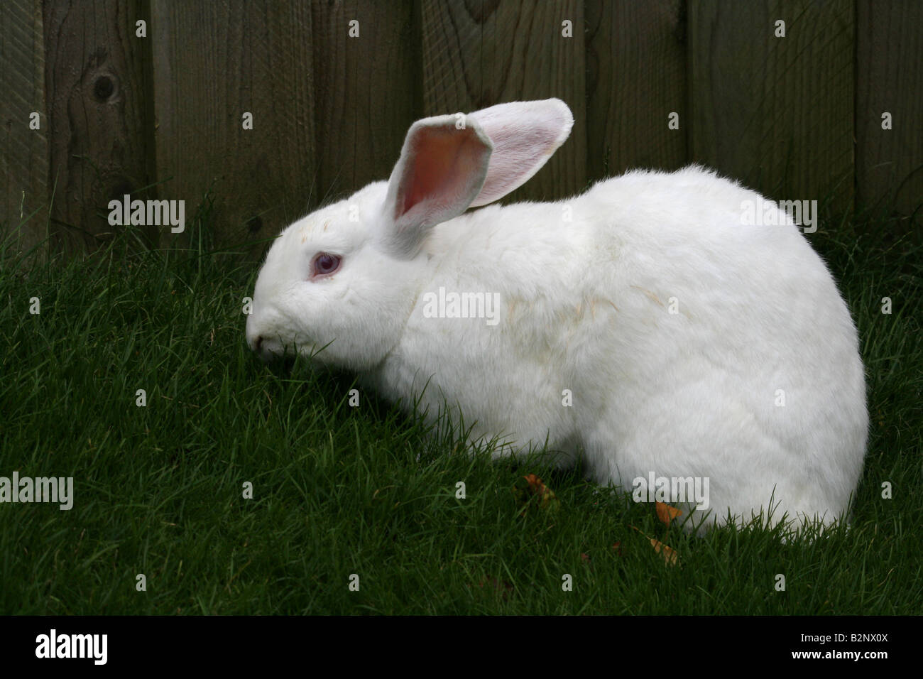 Albino white rabbit hi-res stock photography and images - Alamy