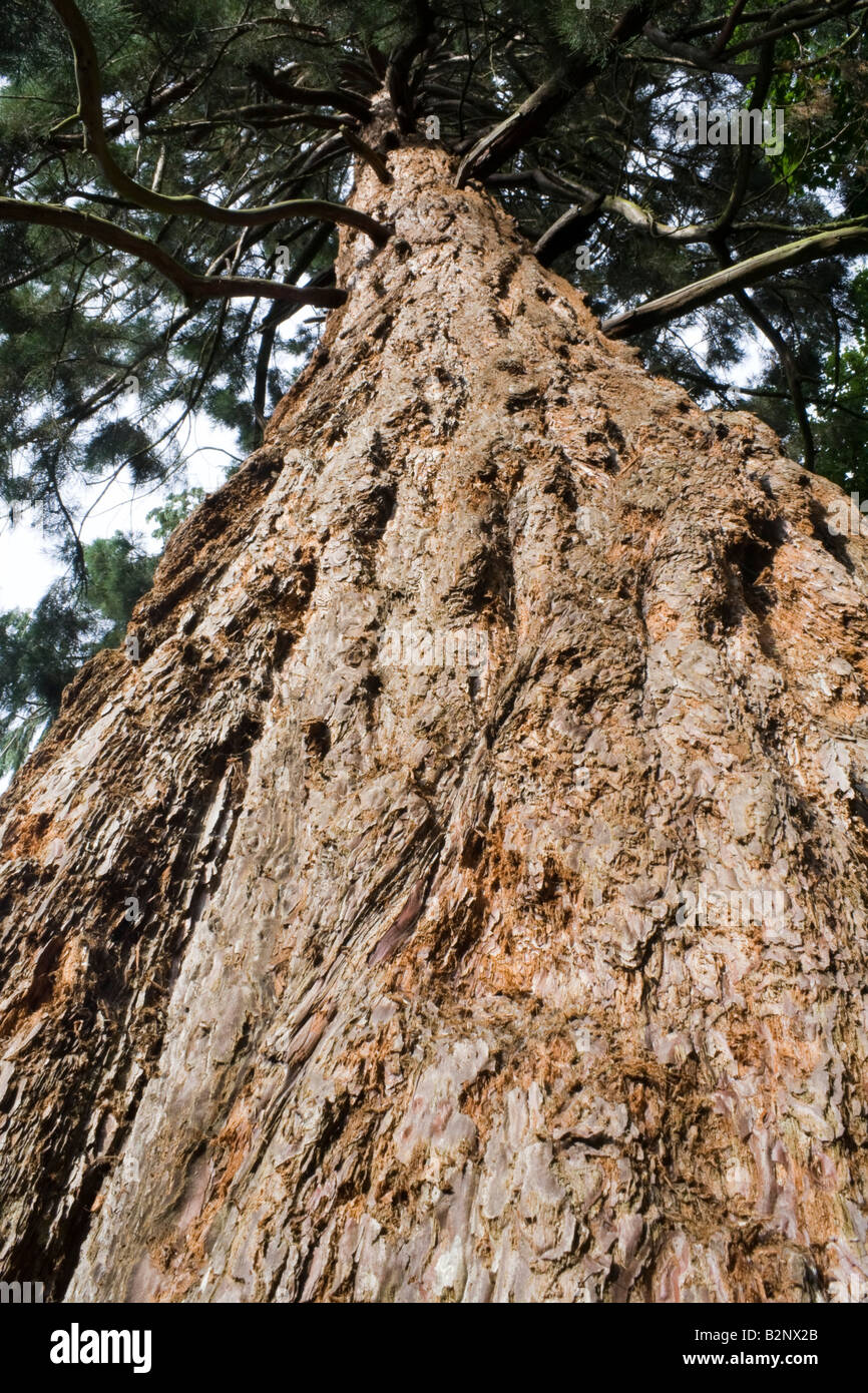 Giant redwood giant redwood hi-res stock photography and images - Alamy