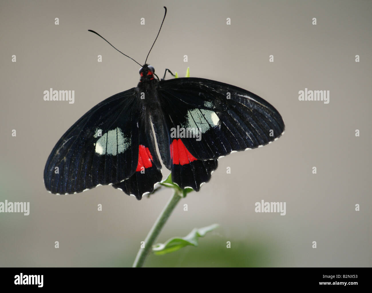 Postman Butterfly (Heliconius Melpomene) a species known for the ...