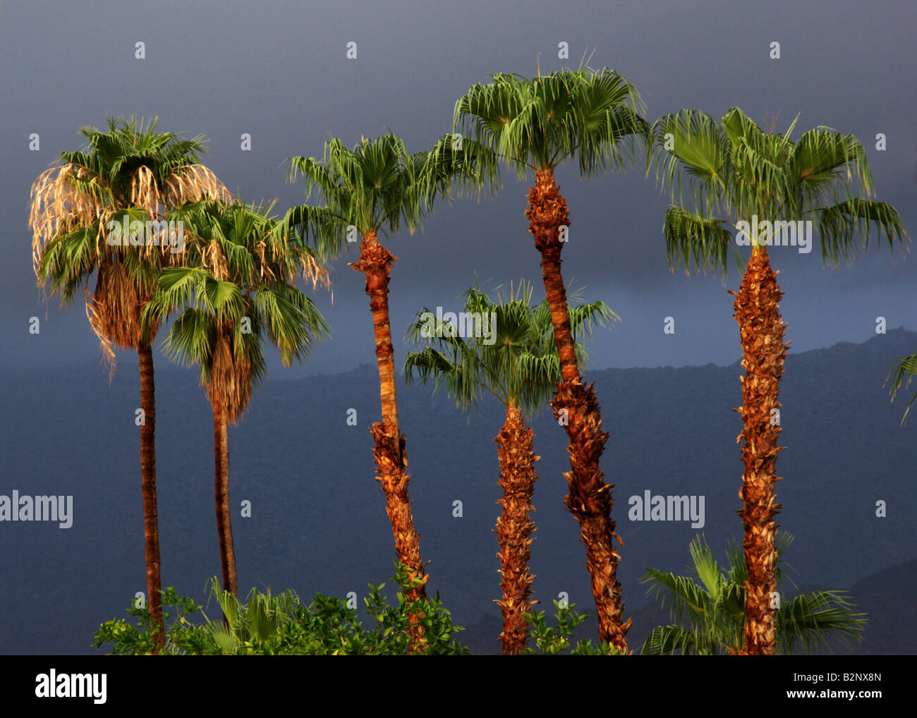 Storm rain palm trees hi-res stock photography and images - Alamy
