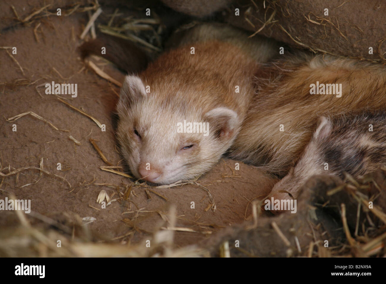 Ferrets hi-res stock photography and images - Alamy