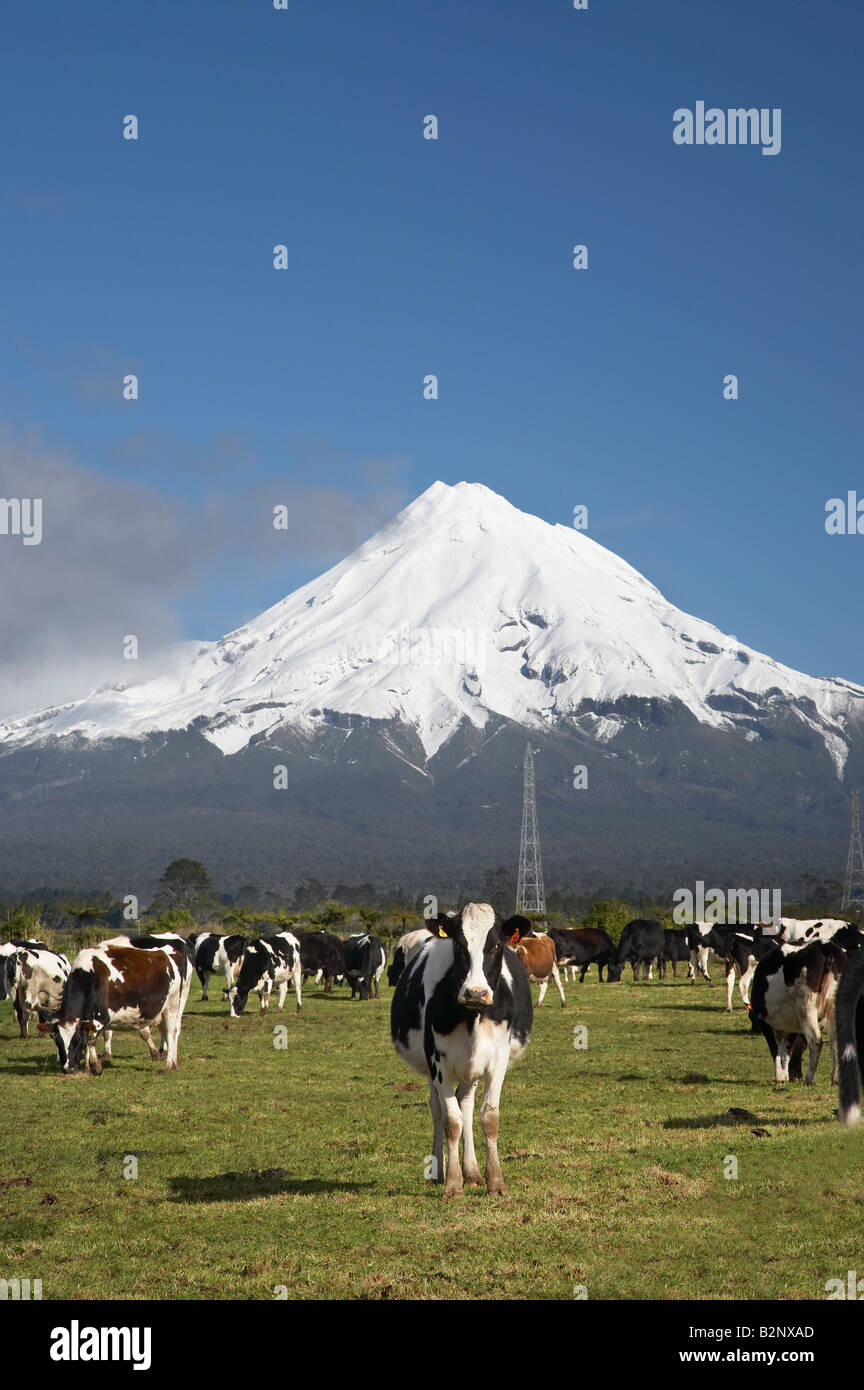 Dairy Cows Farmland near Inglewood and Mt Taranaki Mt Egmont Taranaki ...