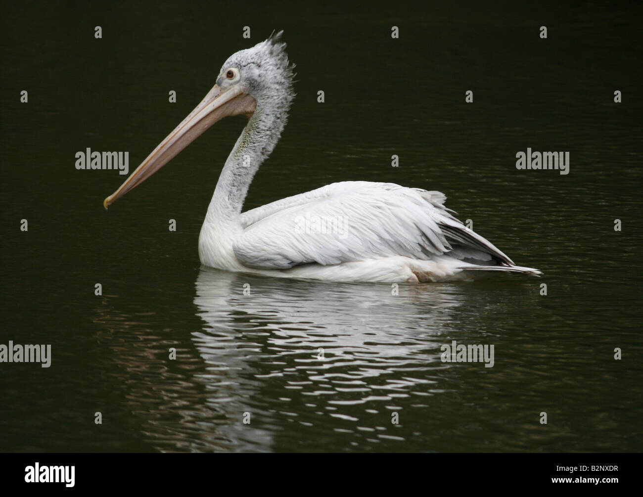 Immature pink backed pelican (Pelecanus Rufescens Stock Photo - Alamy