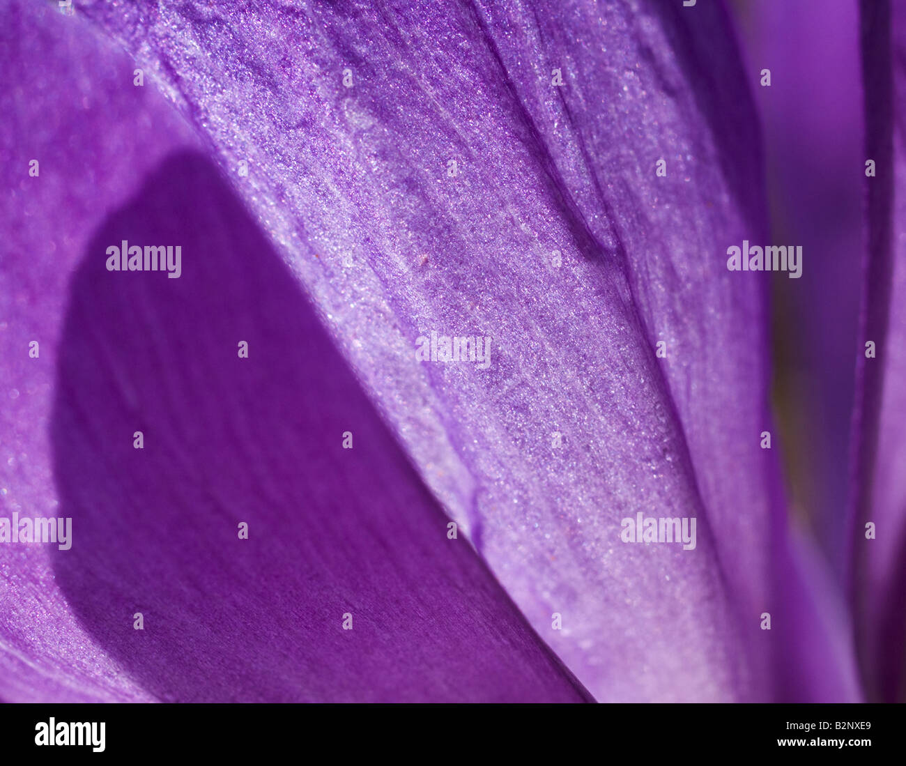 Monocotyledones hi-res stock photography and images - Alamy