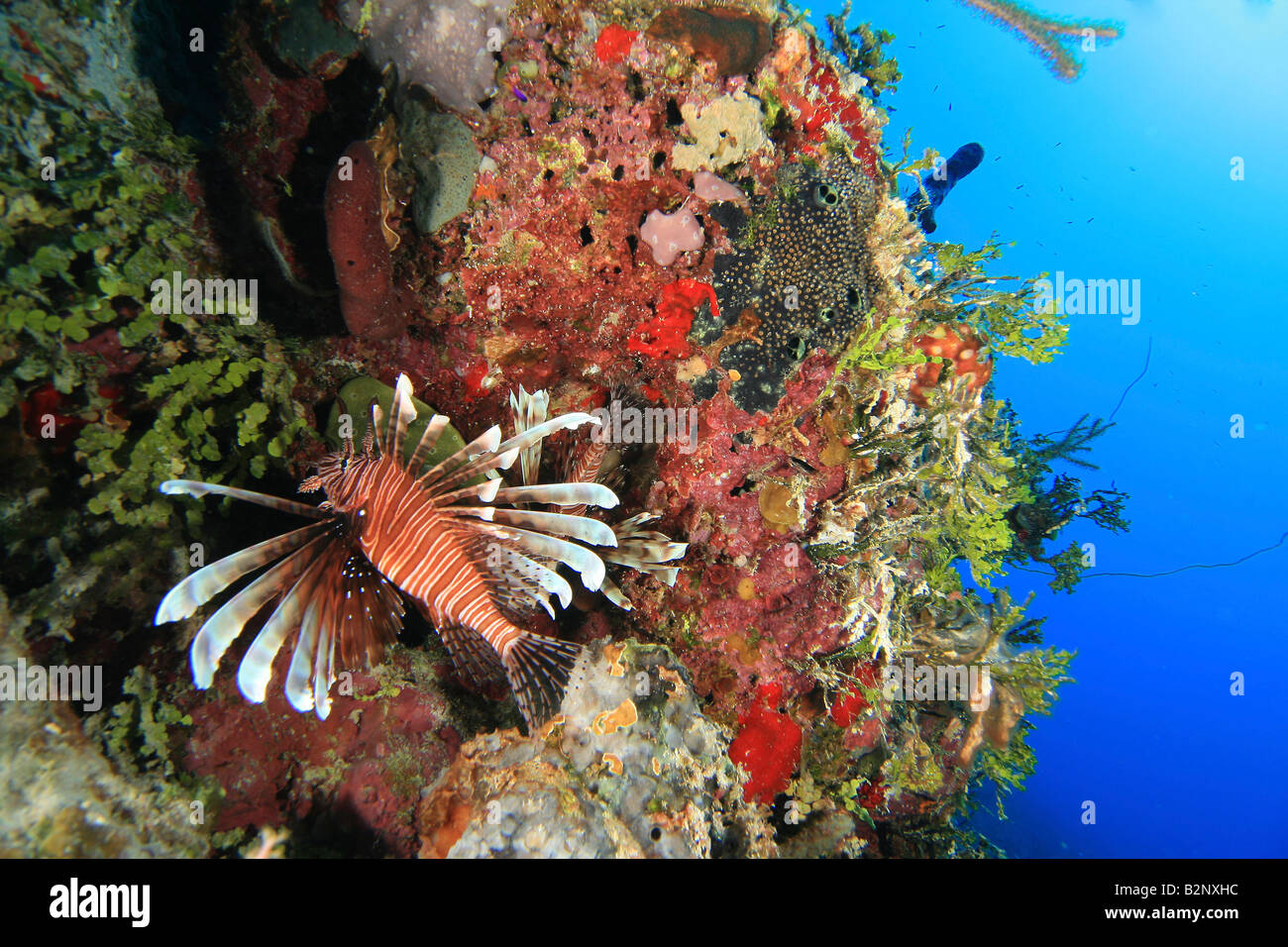 Common lionfish pterois miles hi-res stock photography and images - Alamy