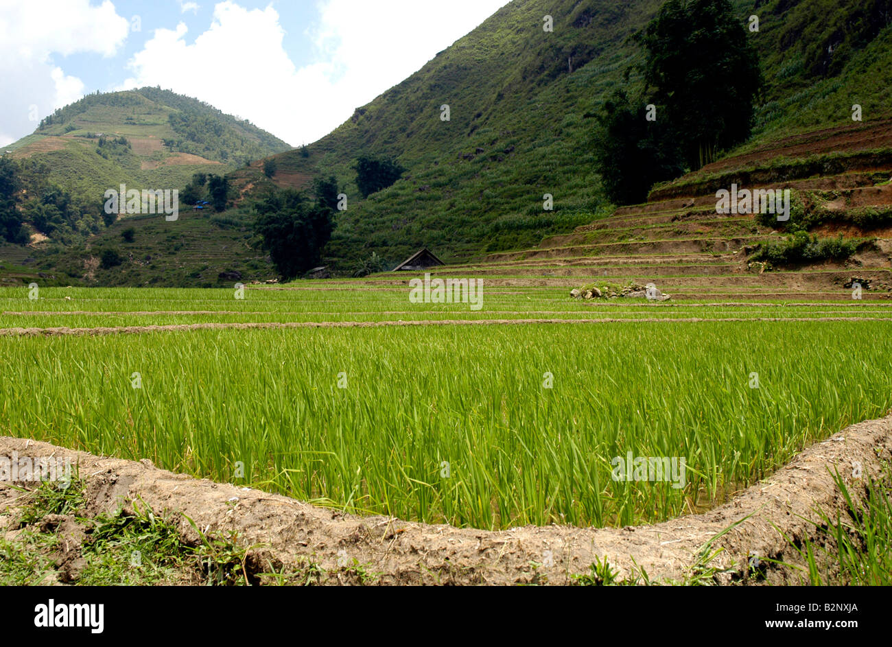 Rice paddy and dike along a hiking trail in Sapa Vietnam Stock Photo ...