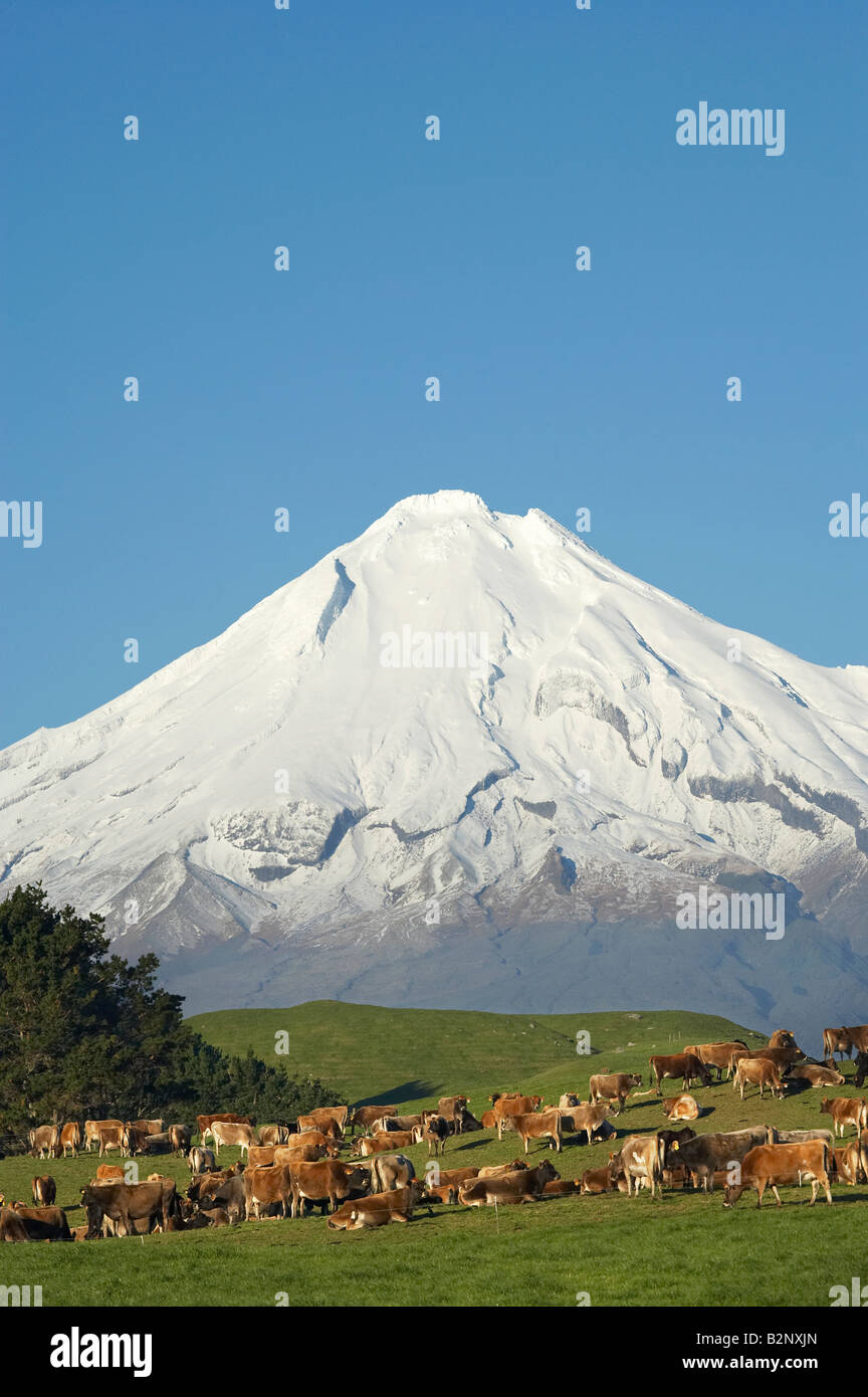 Taranaki new zealand dairy cows hi-res stock photography and images - Alamy