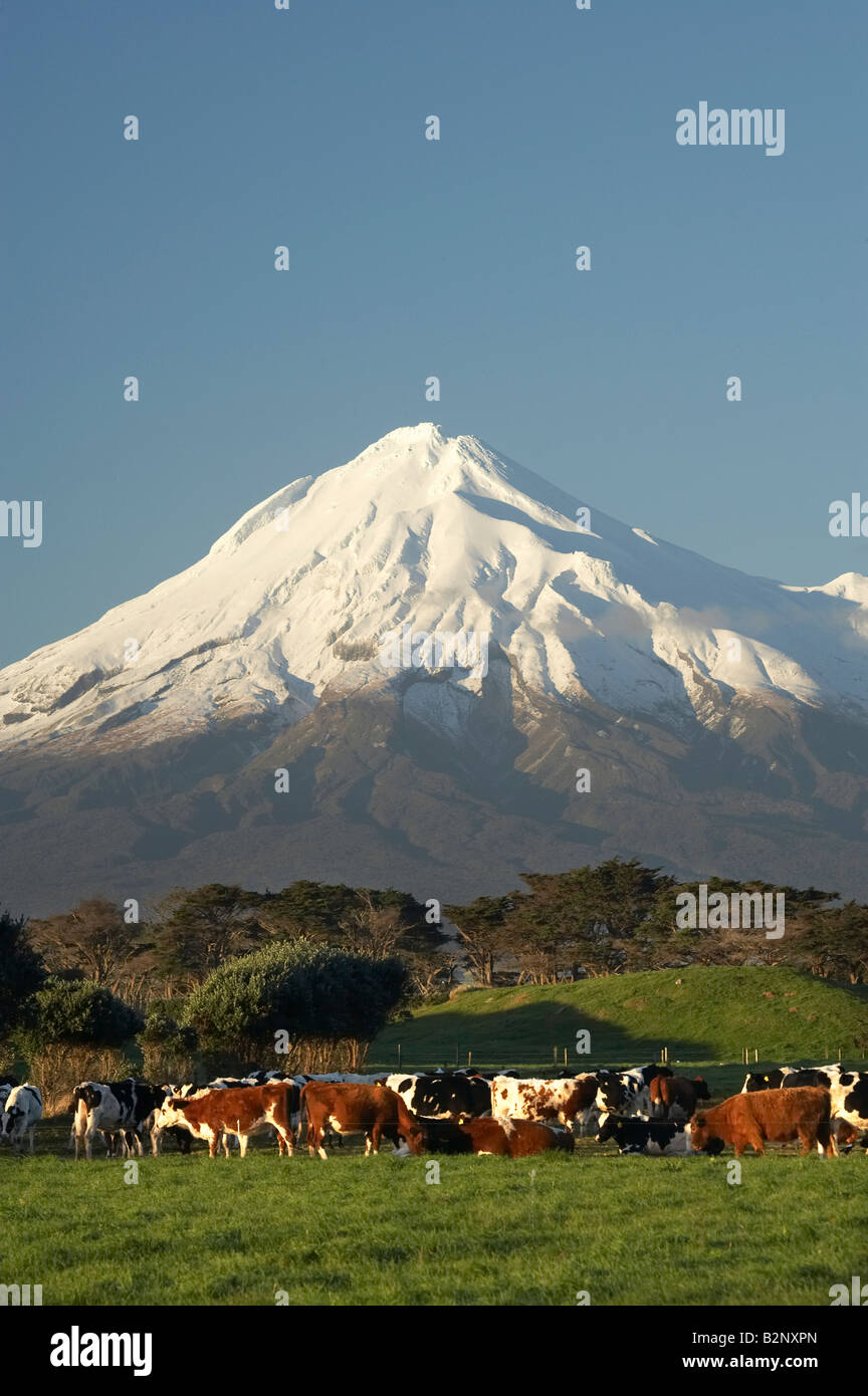 Dairy Cows and Farmland near Opunake and Mt Taranaki Mt Egmont Taranaki ...