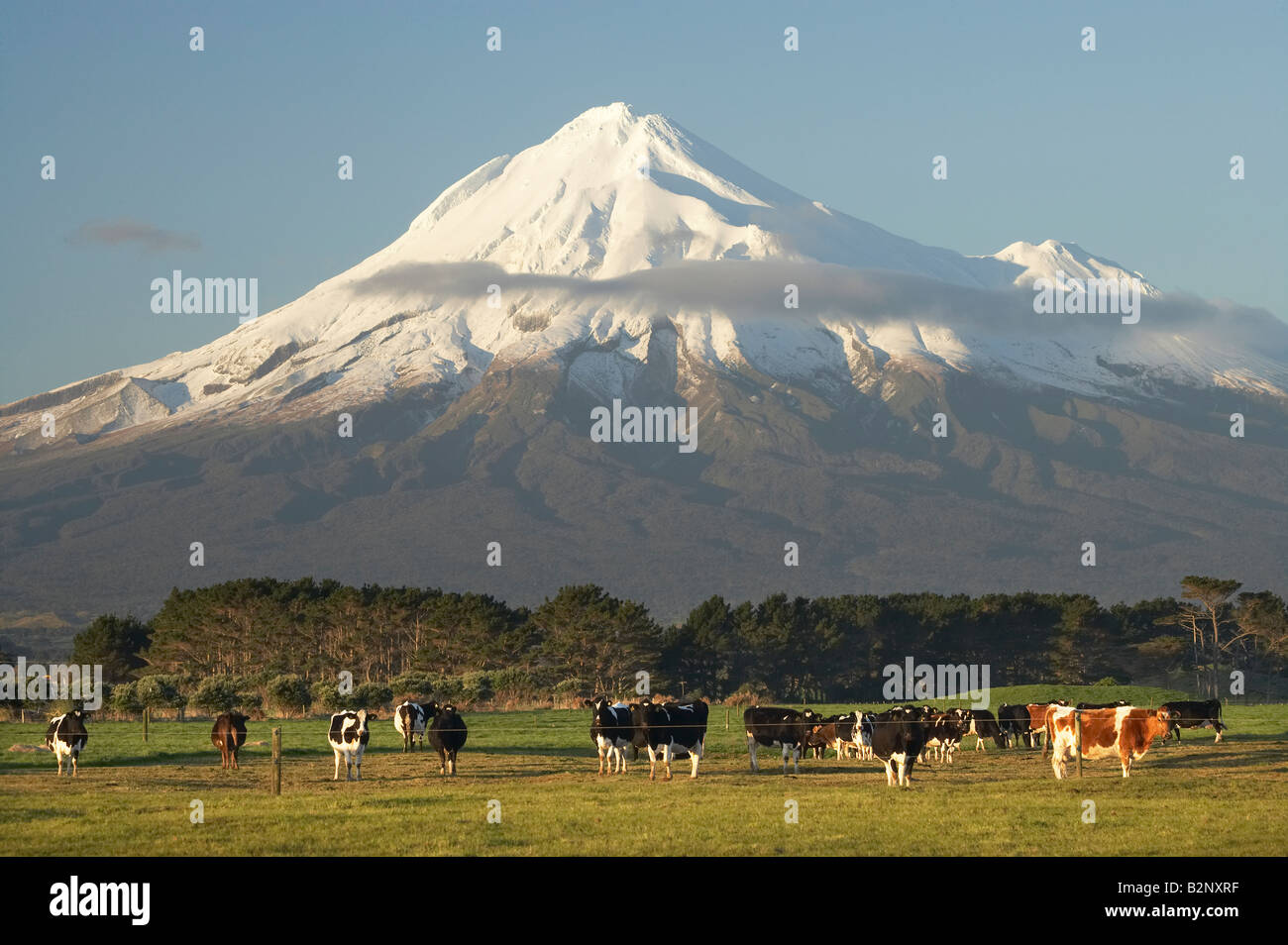 Dairy Cows and Farmland near Opunake and Mt Taranaki Mt Egmont Taranaki ...