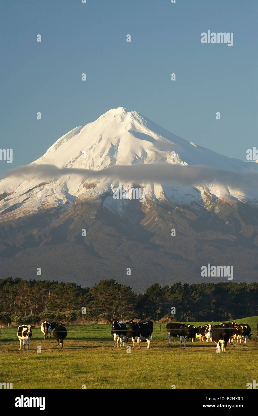 Dairy cows taranaki north island hi-res stock photography and images ...