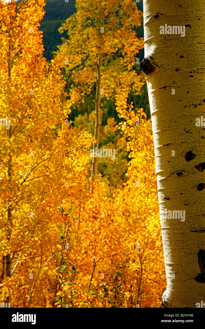 Aspen Trees along Highway 82 from Twin Lakes to Aspen, White River ...