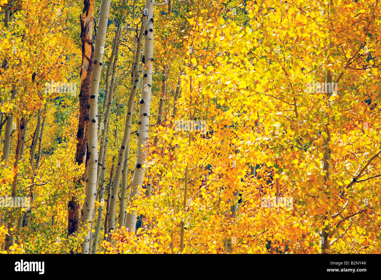 Aspen Trees along Highway 82 from Twin Lakes to Aspen, White River ...