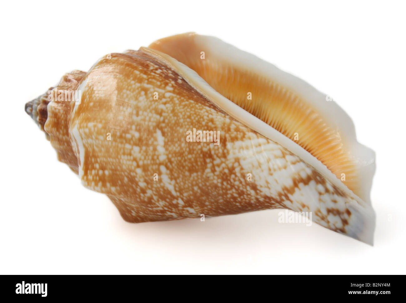 Isolated sea shell Stock Photo - Alamy