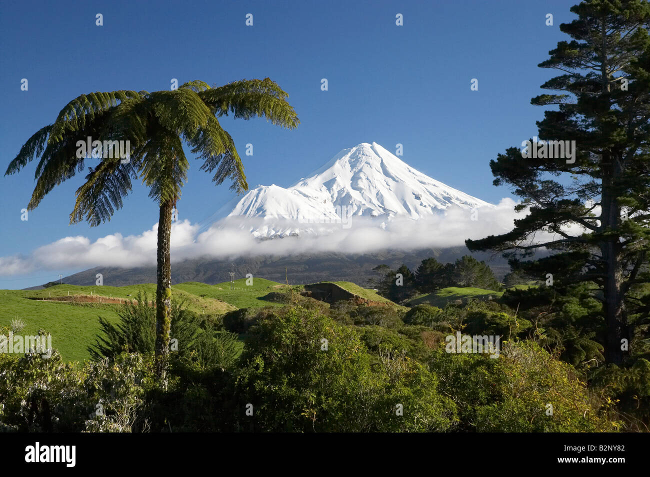 Punga tree fern and Farmland near Stratford and Mt Taranaki Mt Egmont ...