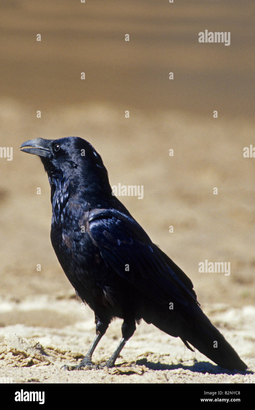 Crow on bank river hi-res stock photography and images - Alamy