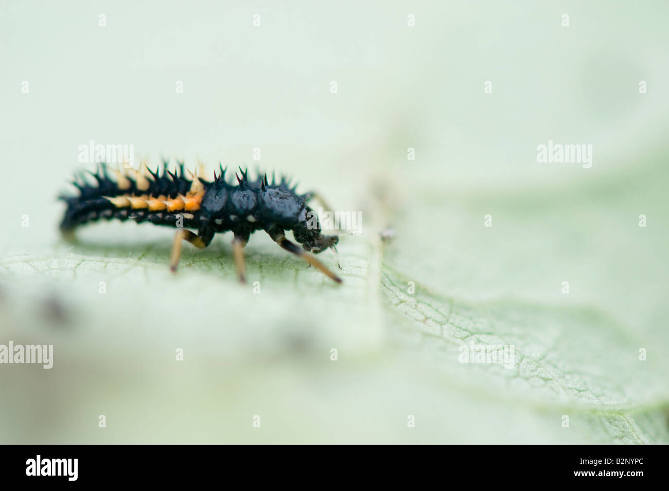 Ladybug larvae eating aphids hi-res stock photography and images - Alamy