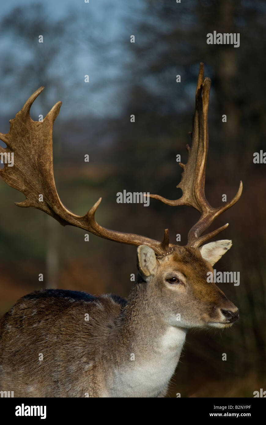 Stag display hi-res stock photography and images - Alamy