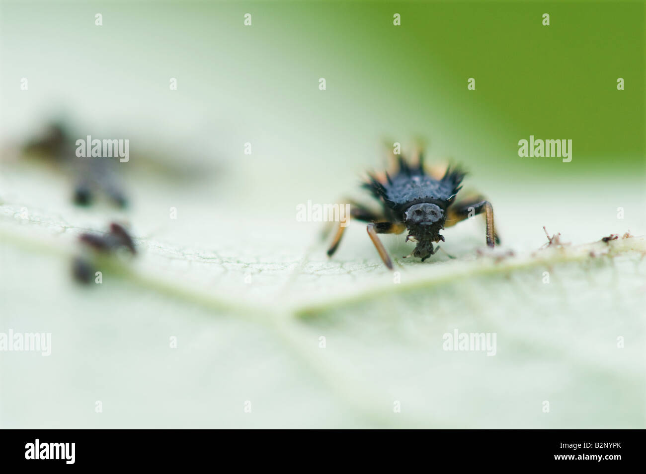 Predator of aphids hi-res stock photography and images - Alamy