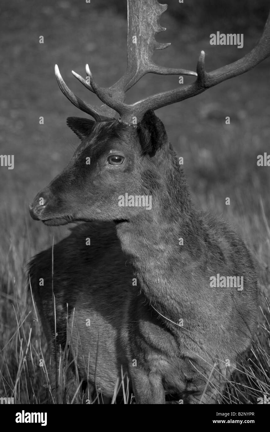 Proud stag Black and White Stock Photos & Images - Alamy