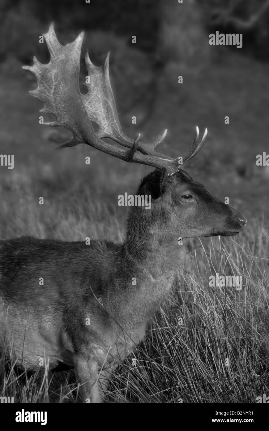 Black and white stag hi-res stock photography and images - Alamy