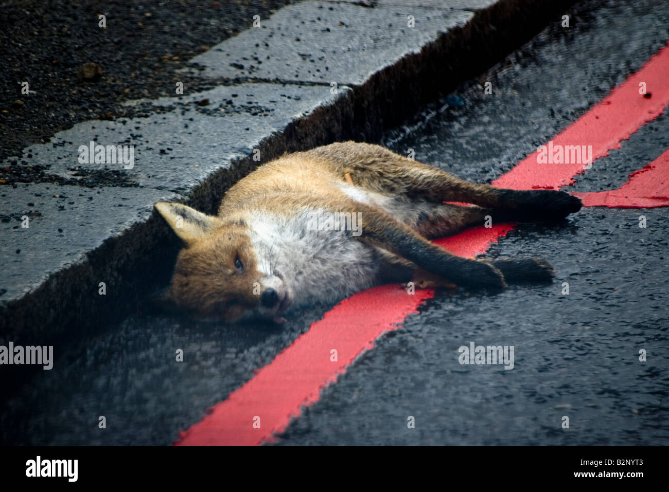 Death red fox hi-res stock photography and images - Alamy