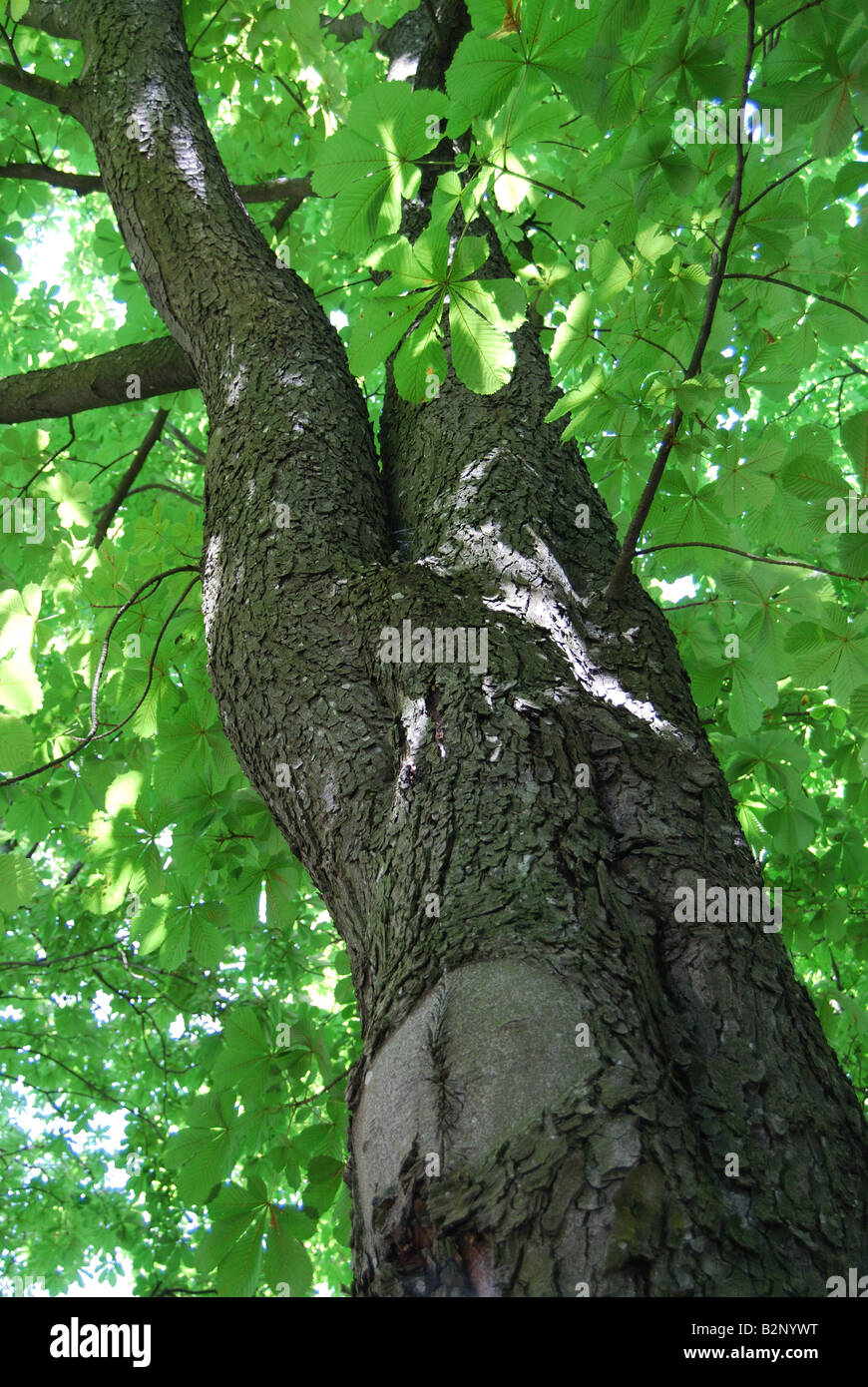 Chestnut tree branches hi-res stock photography and images - Alamy