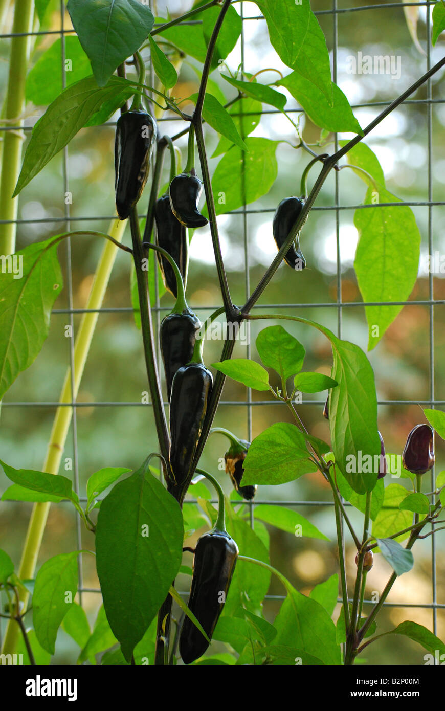 Pepperoni plant hi-res stock photography and images - Alamy
