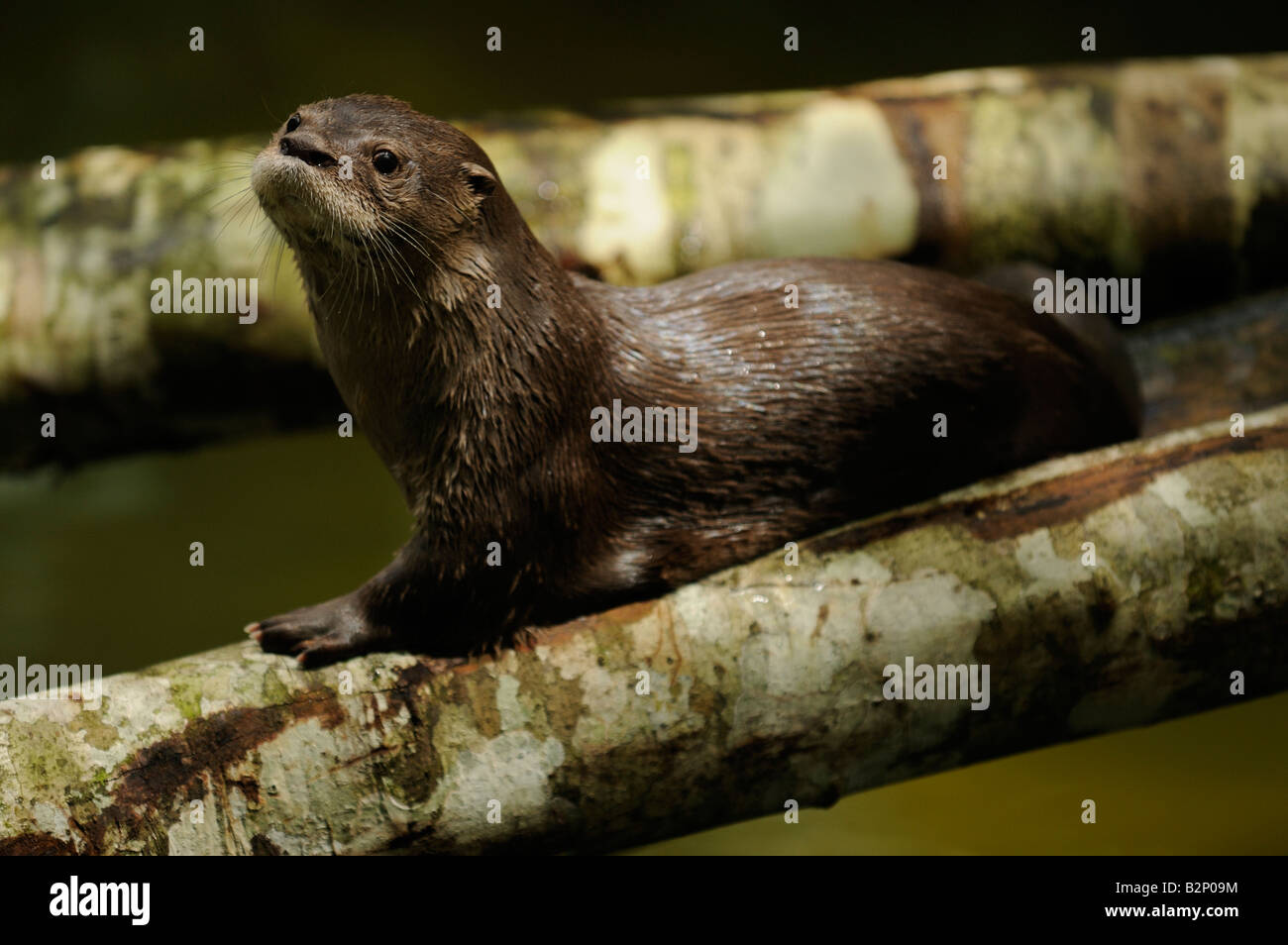 Neotropical otter or NUTRIA Lontra or Lutra longicaudis Stock Photo - Alamy