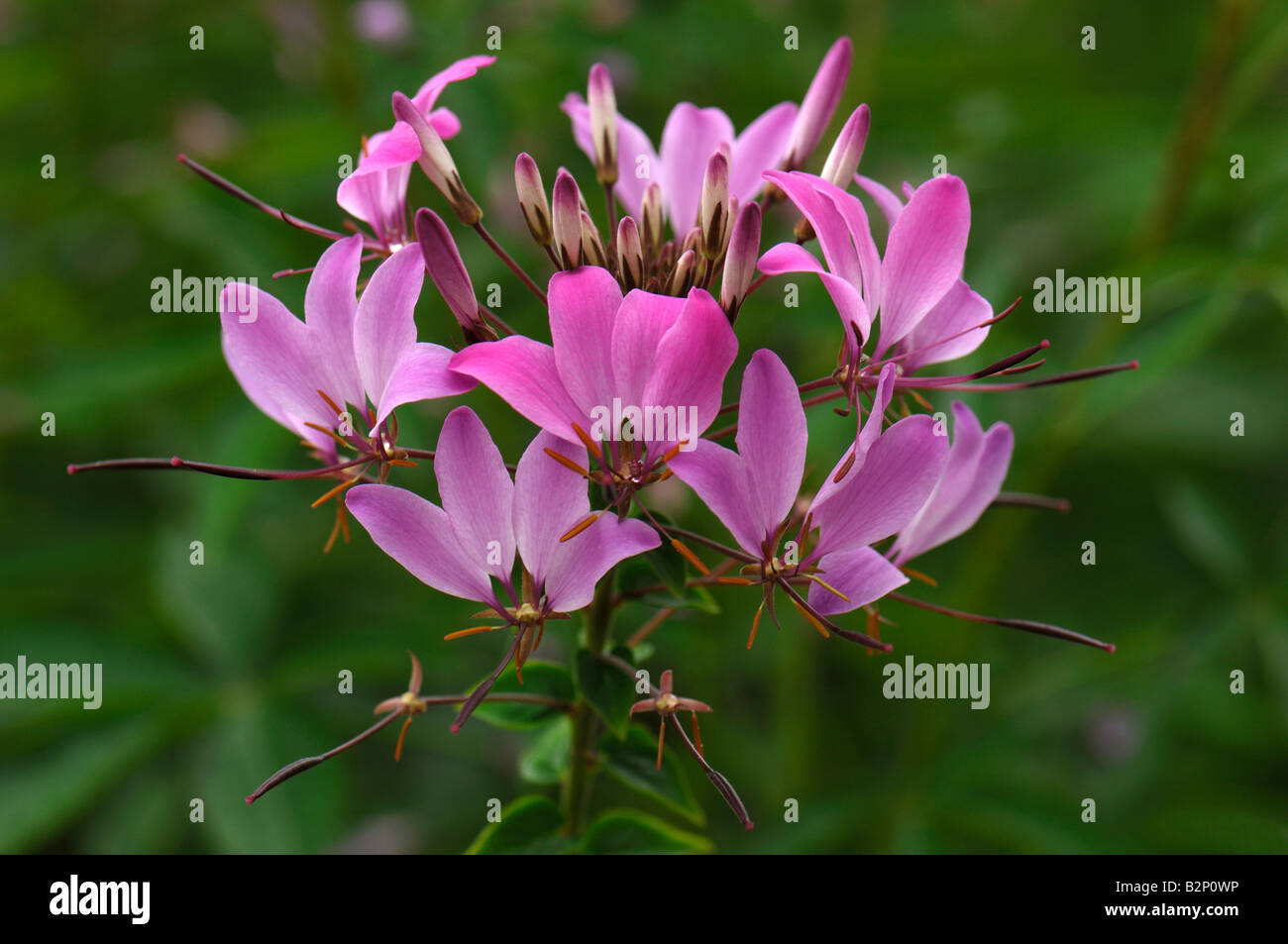 Spider Plant (Cleome spinosa), flower Stock Photo - Alamy