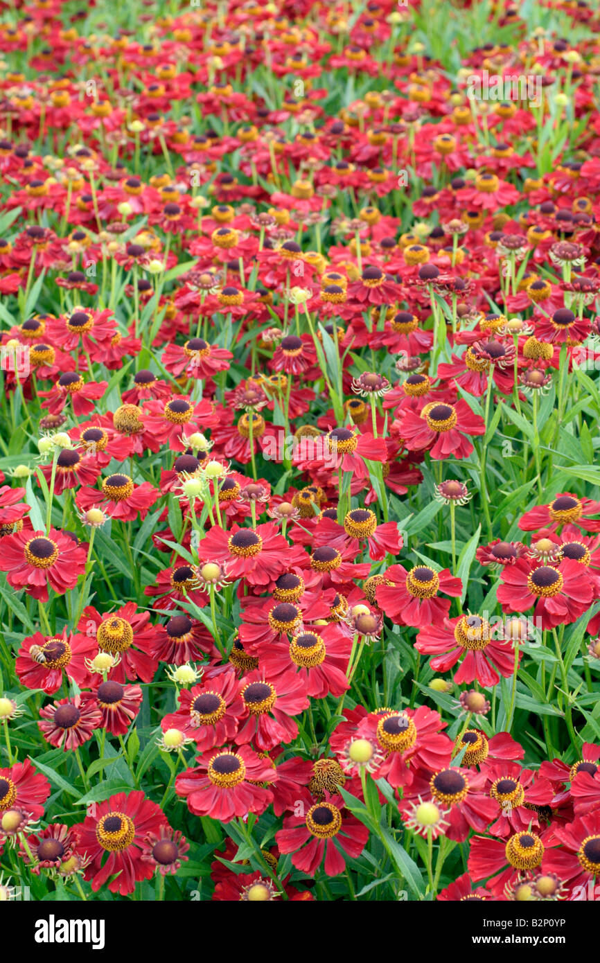 HELENIUM RUBINZWERG AGM Stock Photo - Alamy