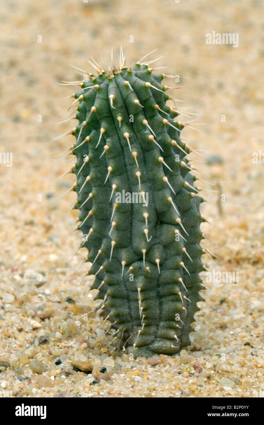 Hoodia (Hoodia juttae Stock Photo - Alamy