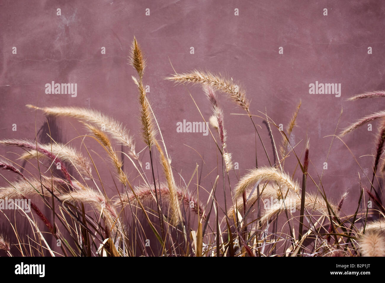 Graminae hi-res stock photography and images - Alamy