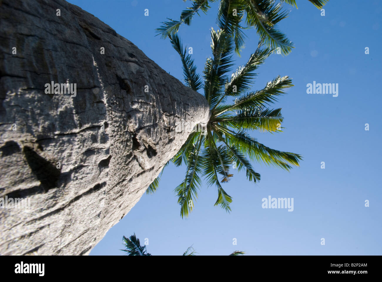 bali ubud indonesia palm tree beach holiday bark leaves trunk sun blue ...