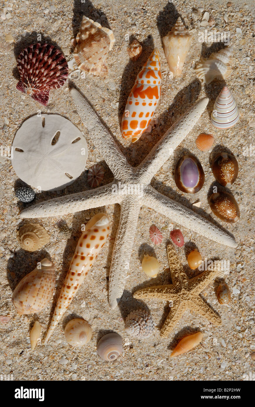 seashells and starfish on beach sand Stock Photo - Alamy