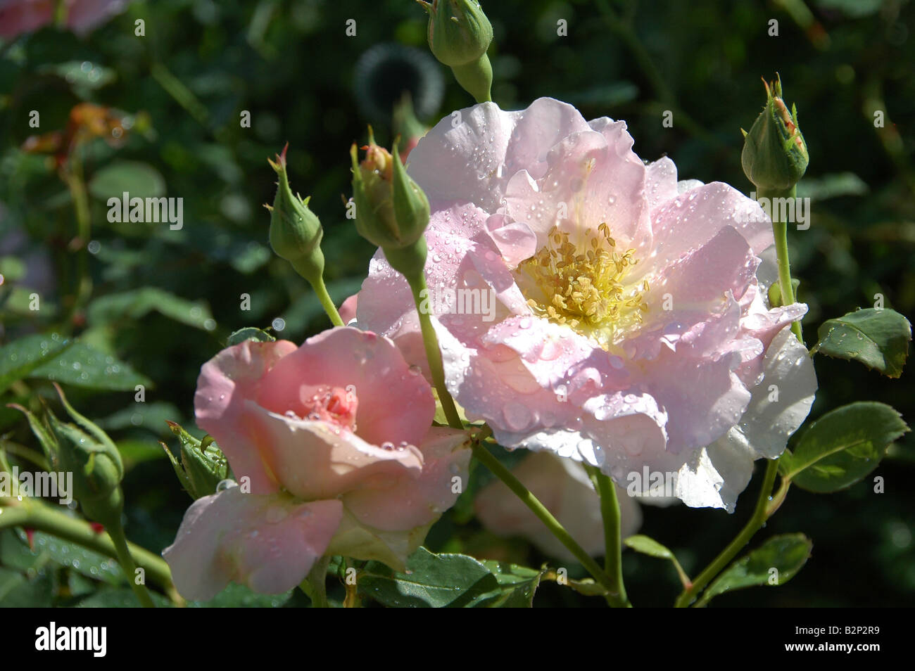 Light Pink shrub rose in bright sunshine with raindrops UK garden ...