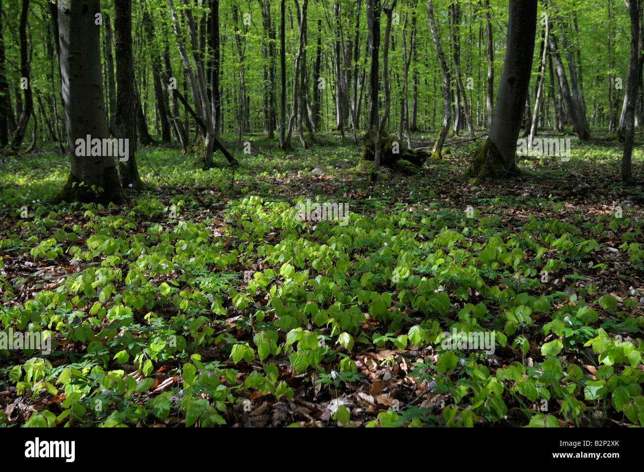 Common Beech, European Beech (Fagus sylvatica). Two year old young ...
