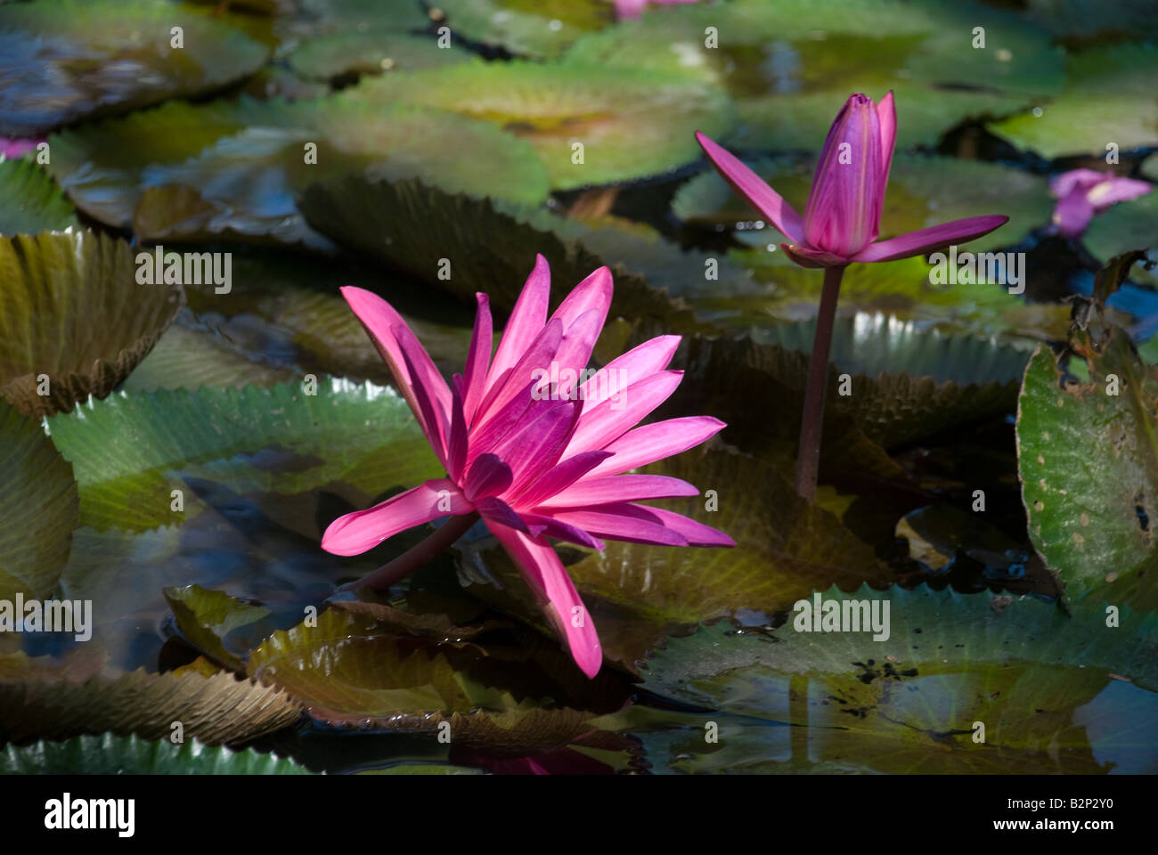 bali ubud indonesia flower lily water leaves pink green bloom blossom ...