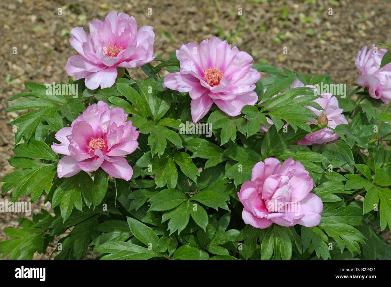 Tree Paeony (Paeonia First Arrival), flowers Stock Photo - Alamy