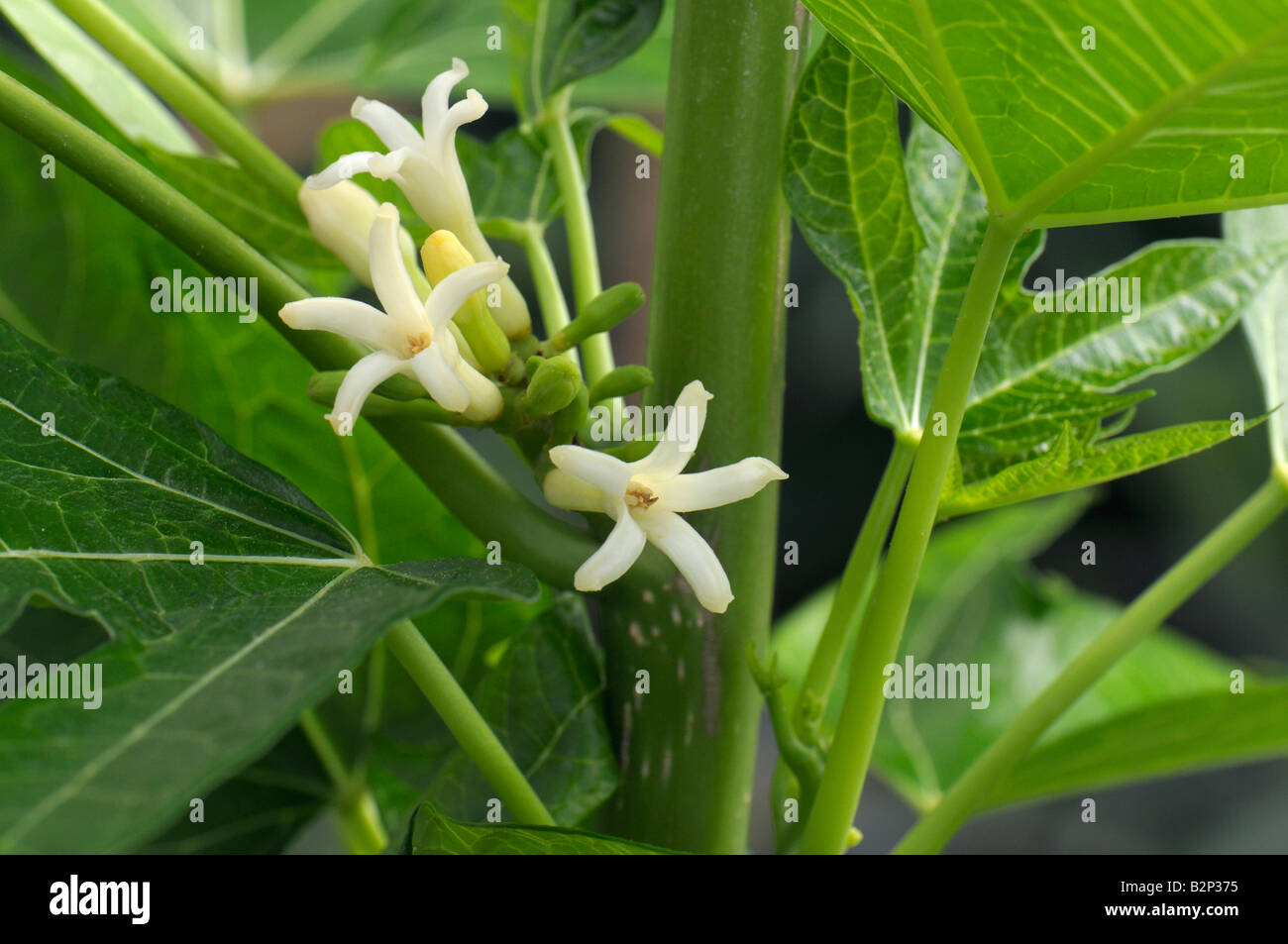 Monoica plant hi-res stock photography and images - Alamy