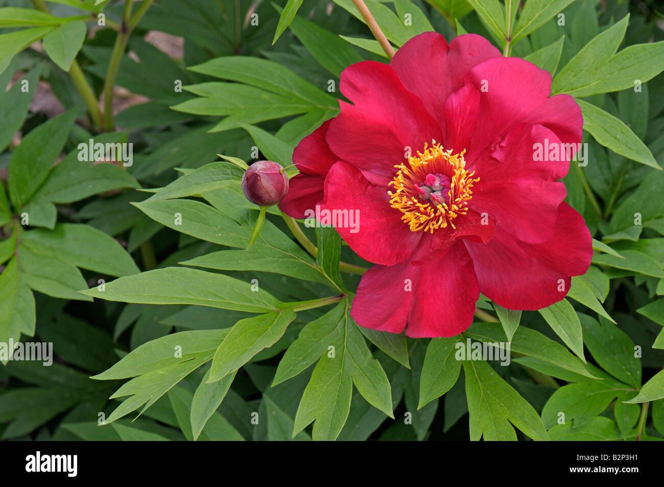 Paeony tree bush hi-res stock photography and images - Alamy
