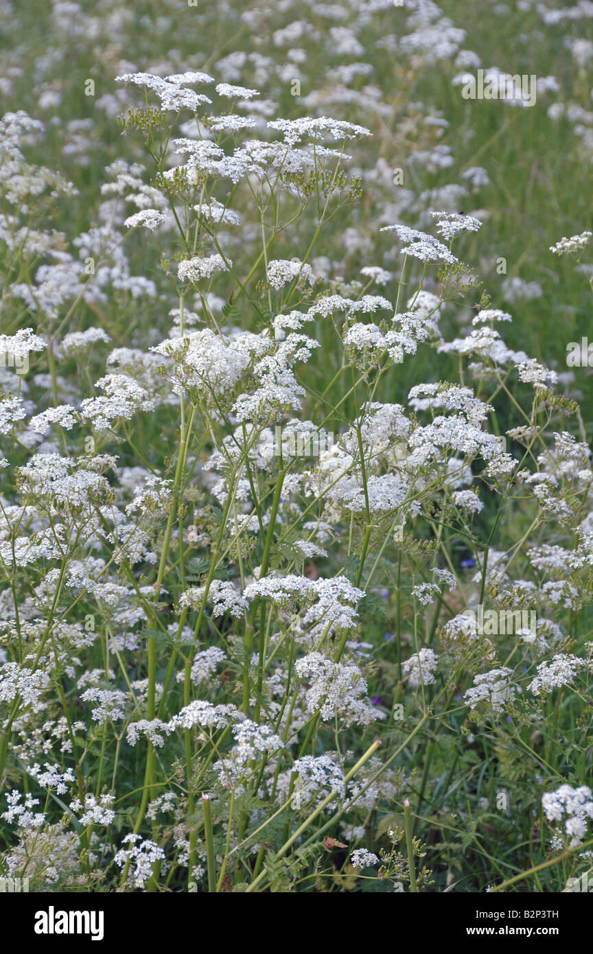 Cow parsley wild flower hi-res stock photography and images - Alamy