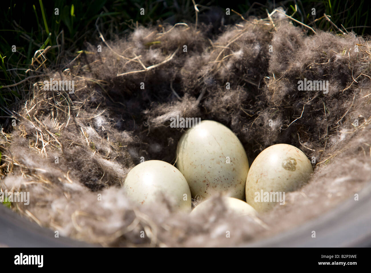 Eggs in a nest at Illugastadir north of Iceland Stock Photo - Alamy