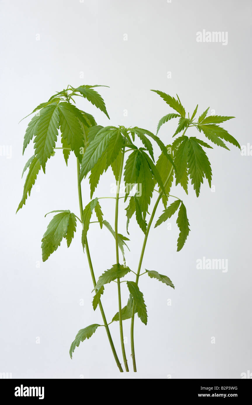 Cannabis plant hi-res stock photography and images - Alamy