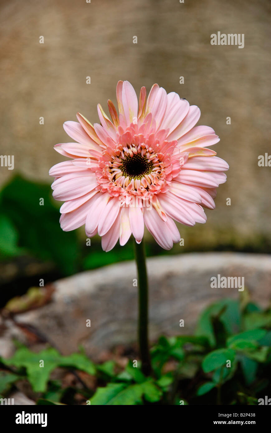 A Xinia flower in a pot Stock Photo - Alamy