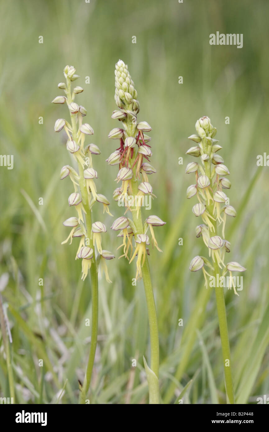 Man orchids hi-res stock photography and images - Alamy