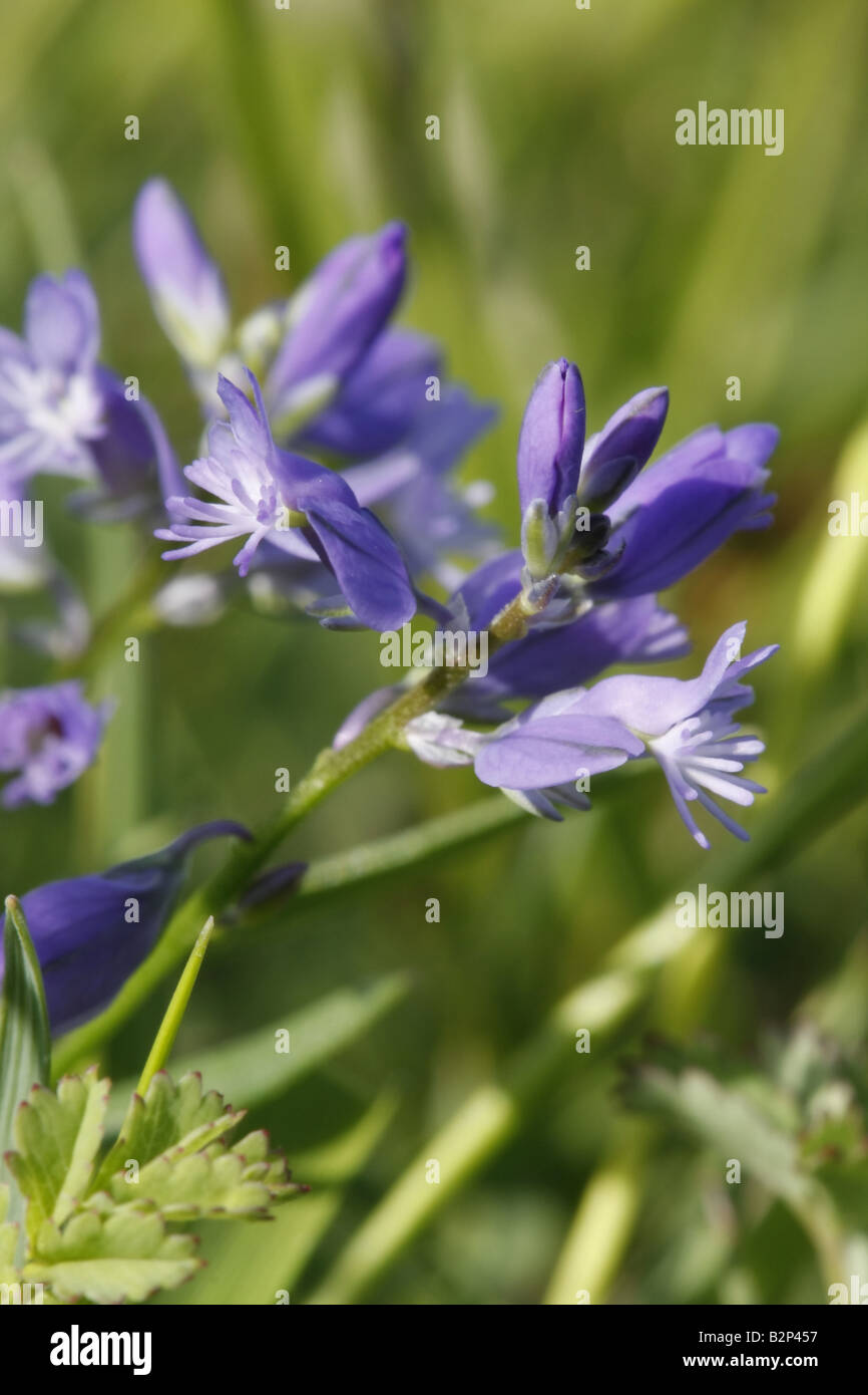 Milkwort flowers hi-res stock photography and images - Alamy